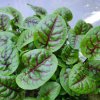 Иконка канала green_bean_stv