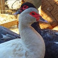 Иконка канала Молчанова Наталья. Советы птицевода