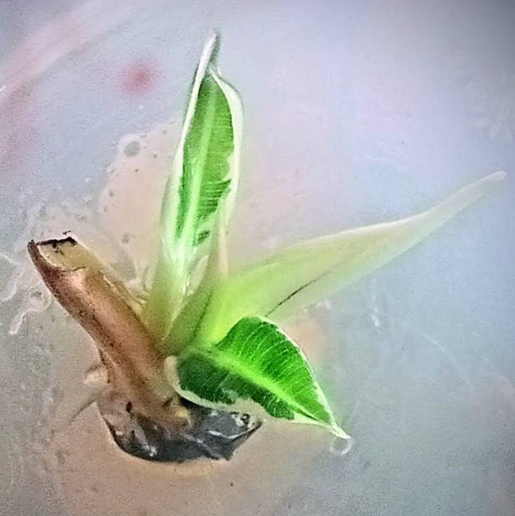 Иконка канала Биотех с нуля