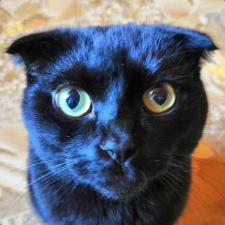 Иконка канала dpapl