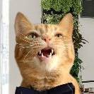 Иконка канала Flash Cats