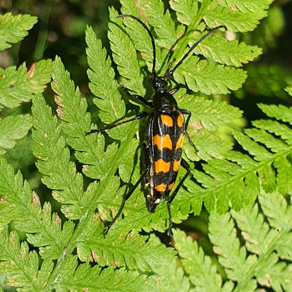 Иконка канала Милимитровые соседи