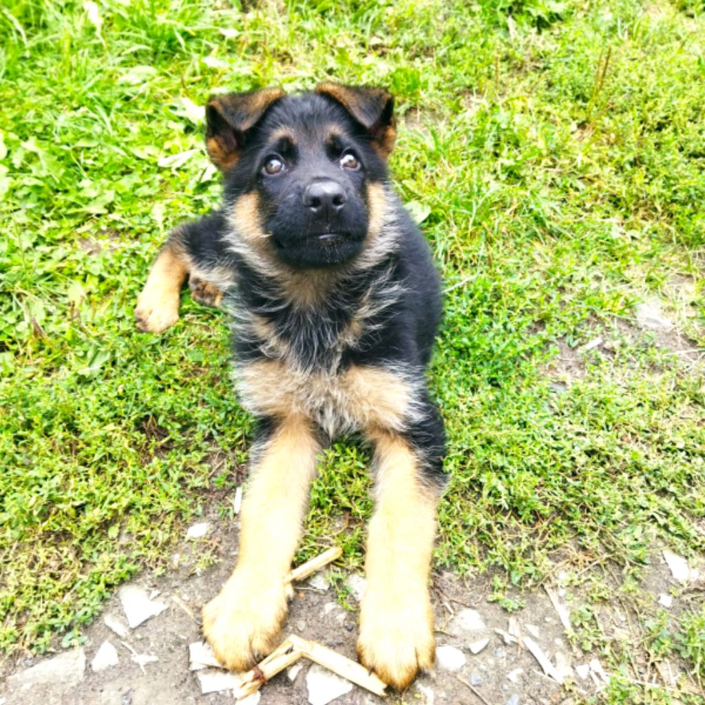 Иконка канала ПёсГром