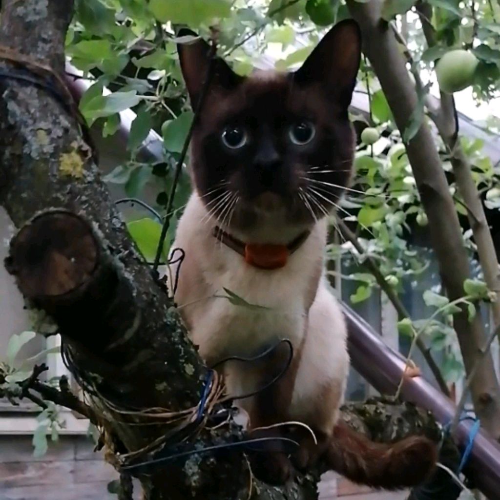 Иконка канала Малыш Добби. Тайские кошки.