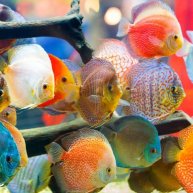 Иконка канала АкваКантри - Альманах для Аквариумиста