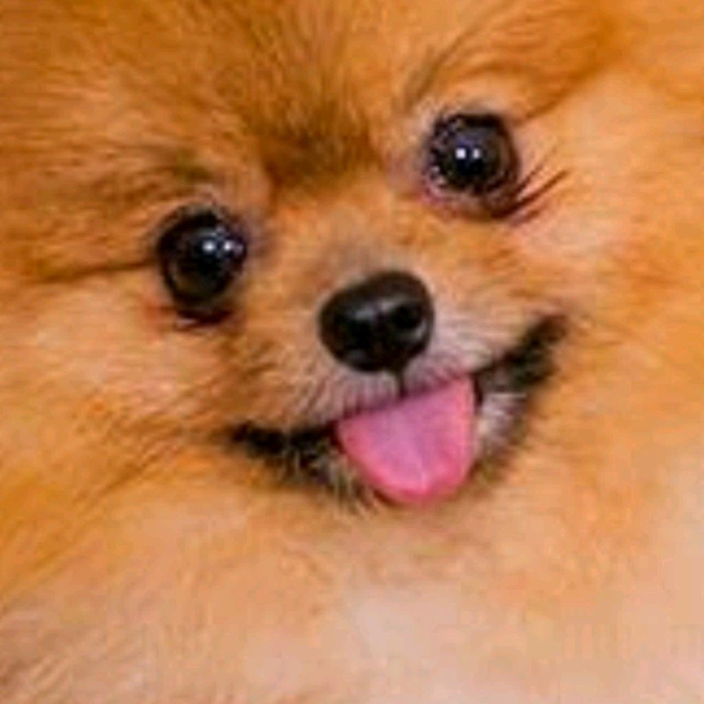 Иконка канала Лучшие друзья шпицы из питомника "Флаффи Тейл"