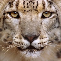 Иконка канала Leopard