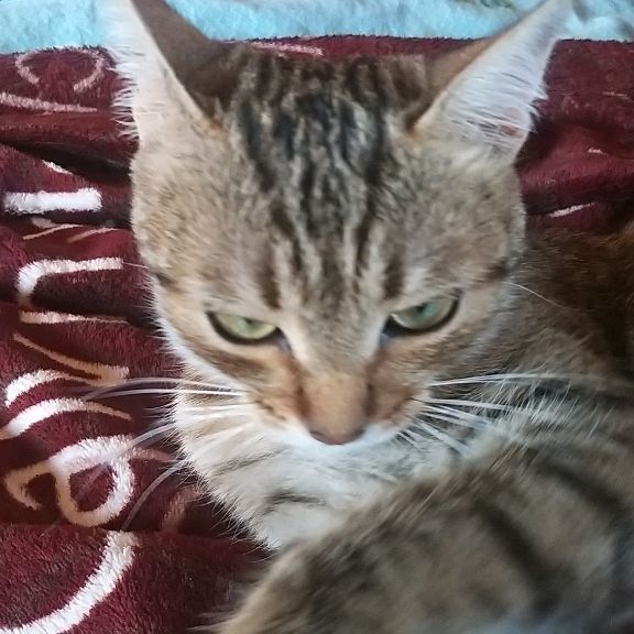 Иконка канала Банана котик