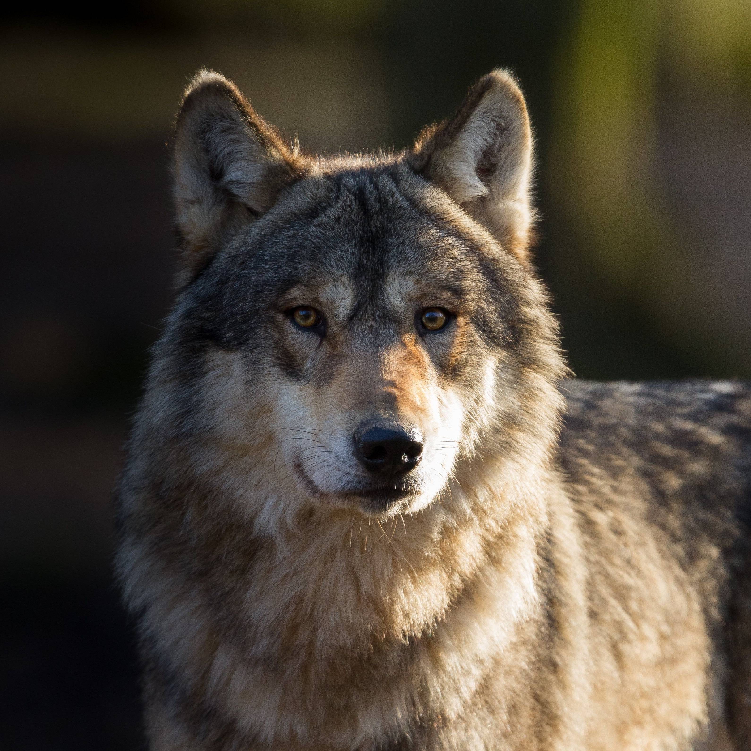 Иконка канала Серый Волк
