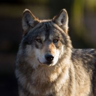 Иконка канала Серый Волк