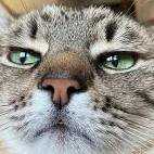 Иконка канала КосмоКот