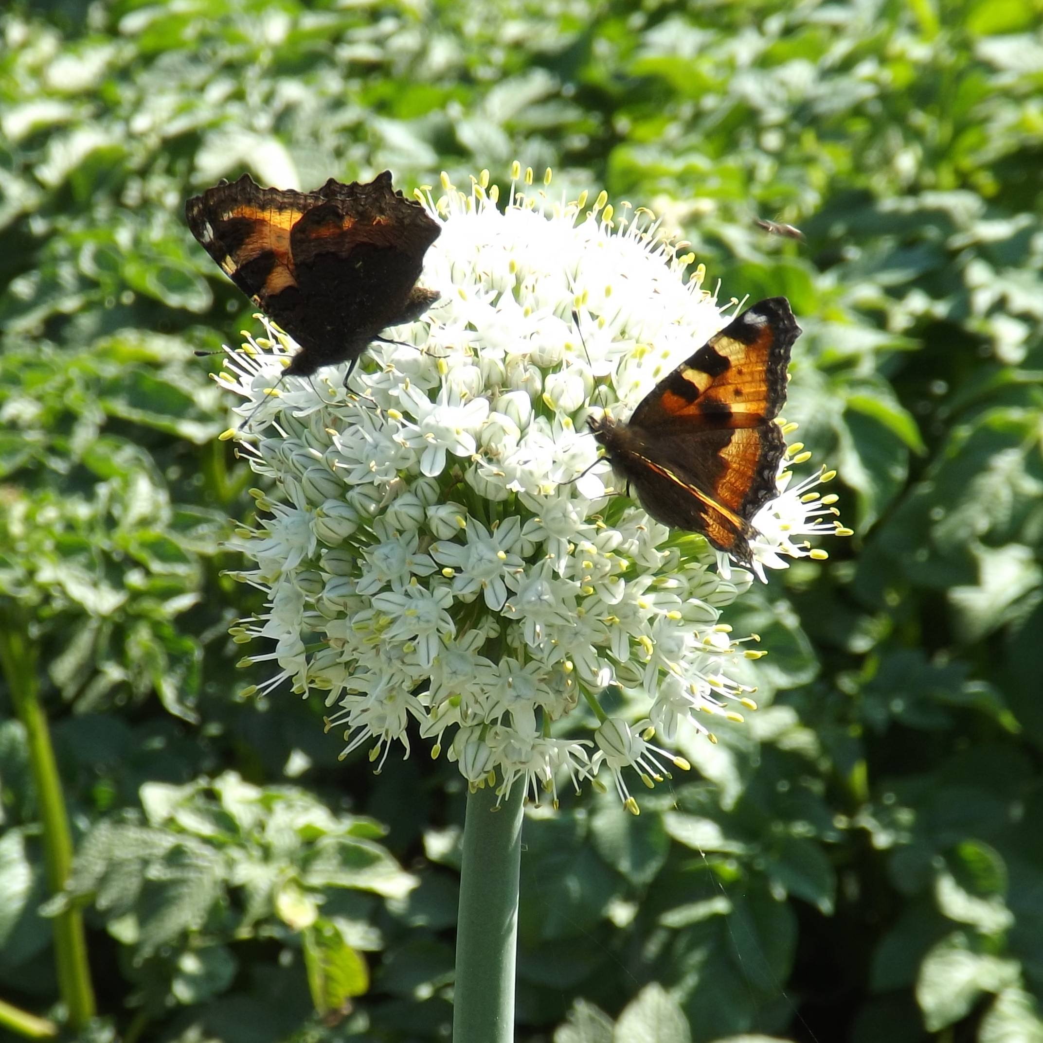 Иконка канала Природа для русского народа