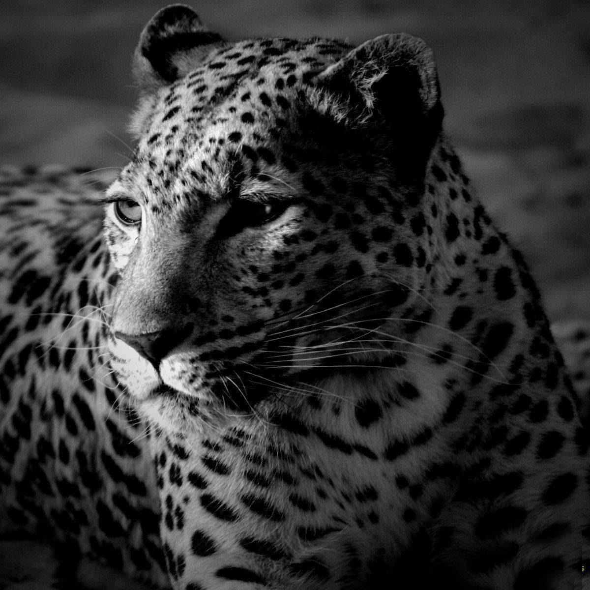 Иконка канала Aleks-Leopard