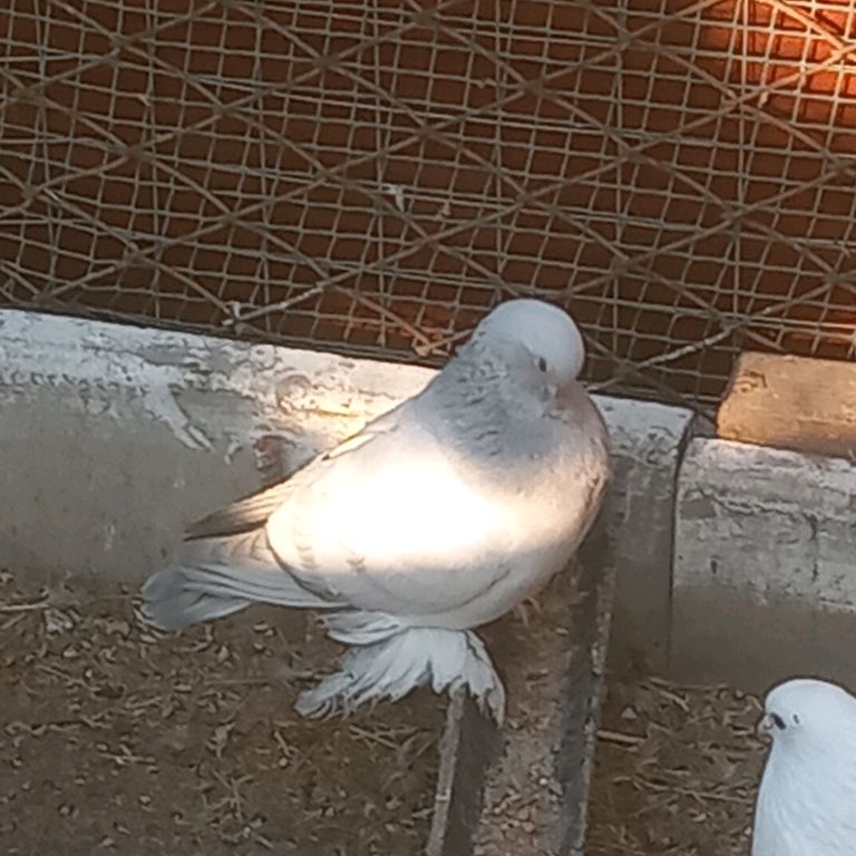 Иконка канала Голуби Николая Николаевича