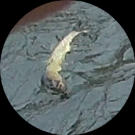 Иконка канала РЫБАЛКА И ЖИЗНЬ В ГЕРМАНИИ