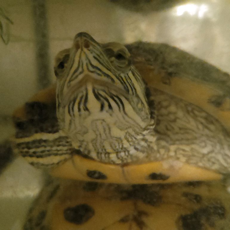 Иконка канала X play