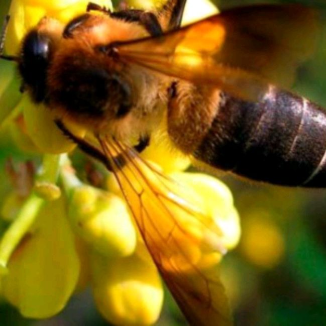 Иконка канала potbee