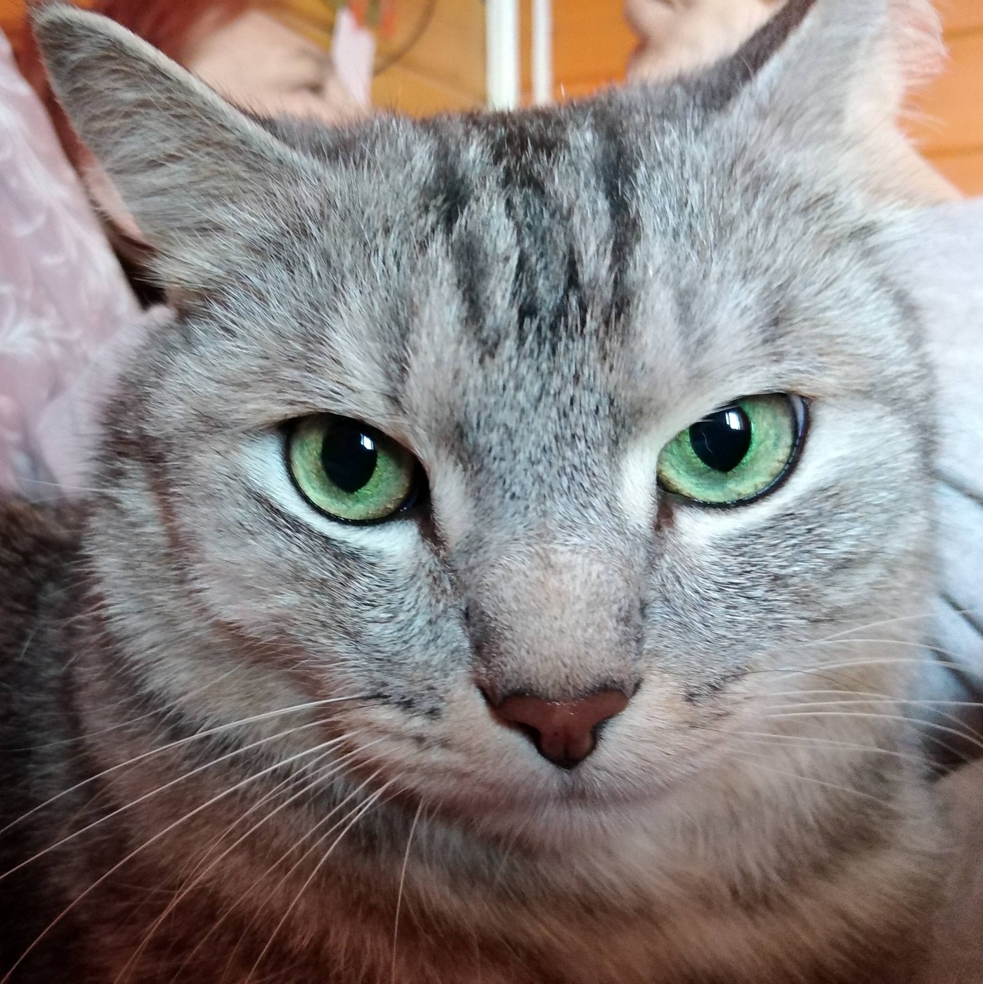 Иконка канала Кешакот Северный