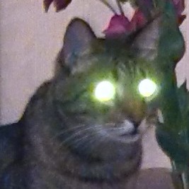 Иконка канала Dareheim