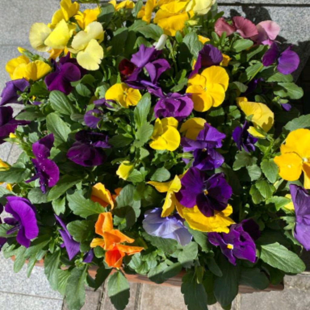 Иконка канала Natali Slip-природный сад