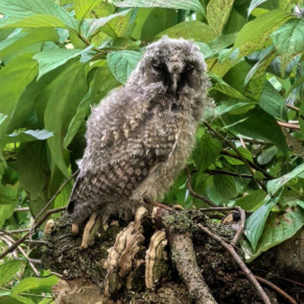 Иконка канала Ulfeldnar