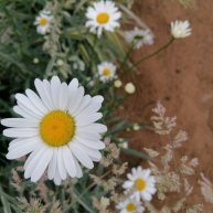 Иконка канала Иванова Ромашка