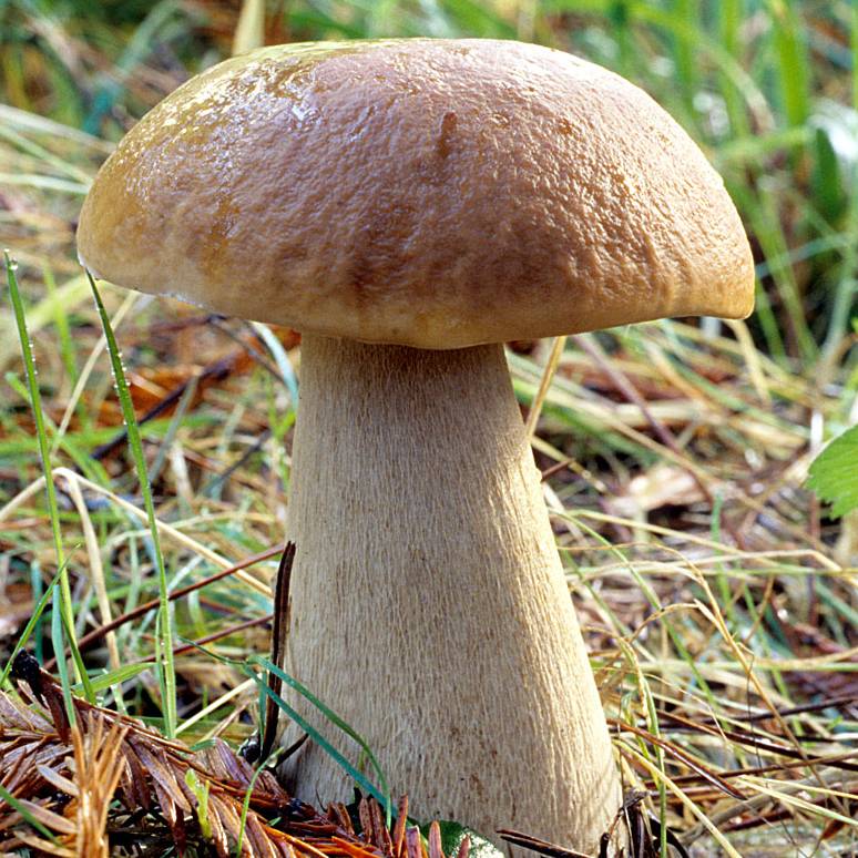 Иконка канала Непутевый грибник