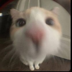 Иконка канала kotov