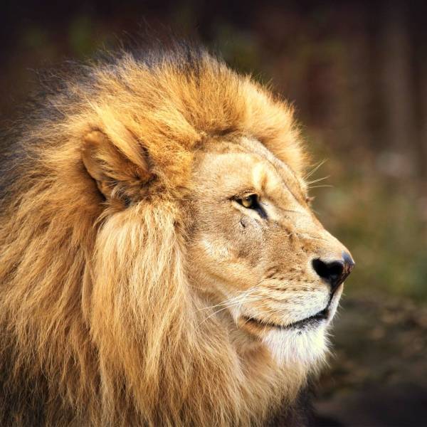 Иконка канала msitery