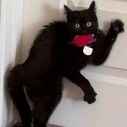 Иконка канала NikotinB