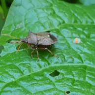 Иконка канала насекомые России.