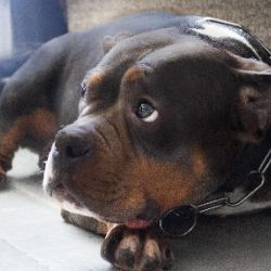 Иконка канала Honda_Bully&my Bichons_frize