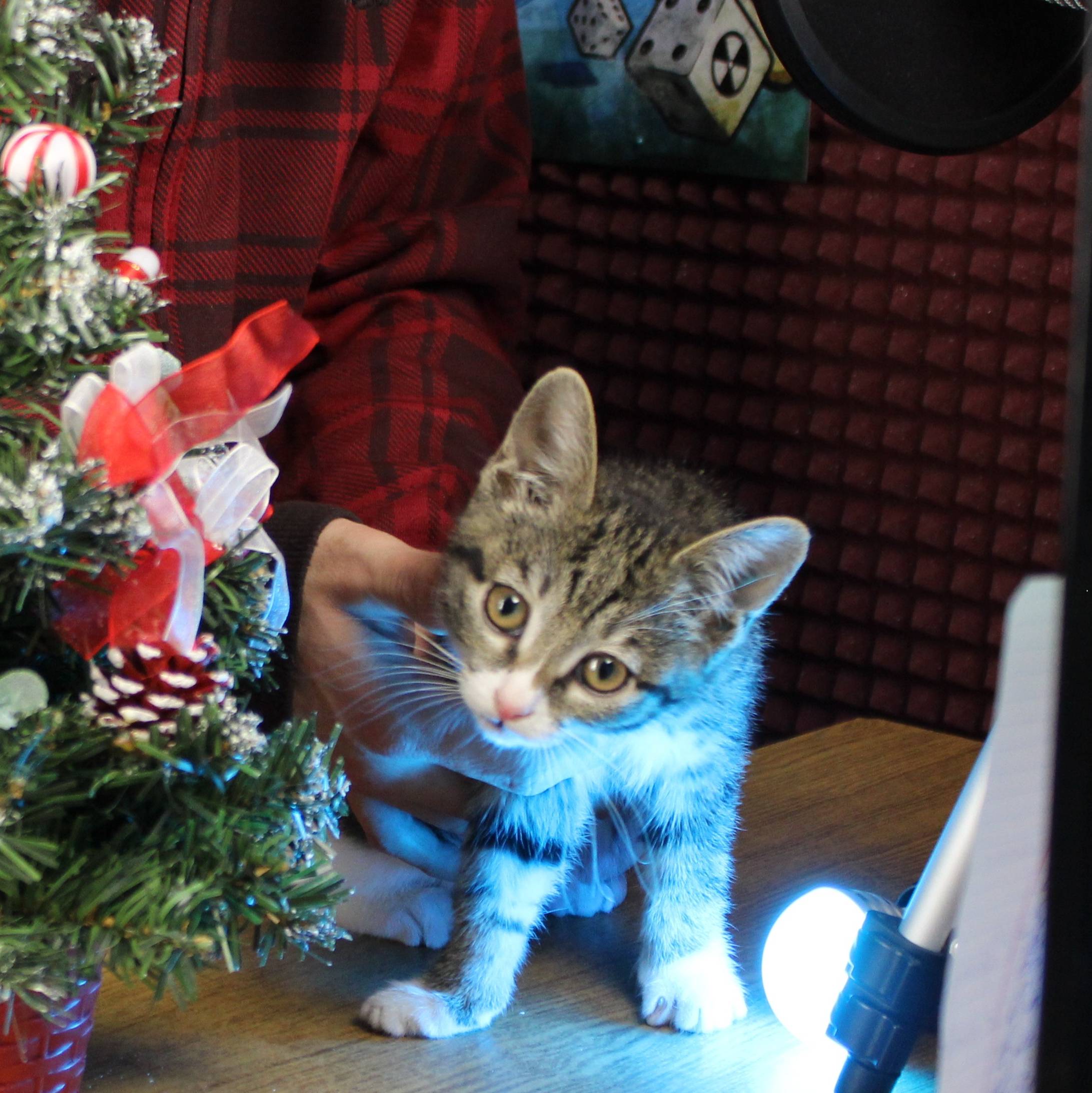 Иконка канала Милые животные