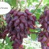 Иконка канала Виноград Тепловых
