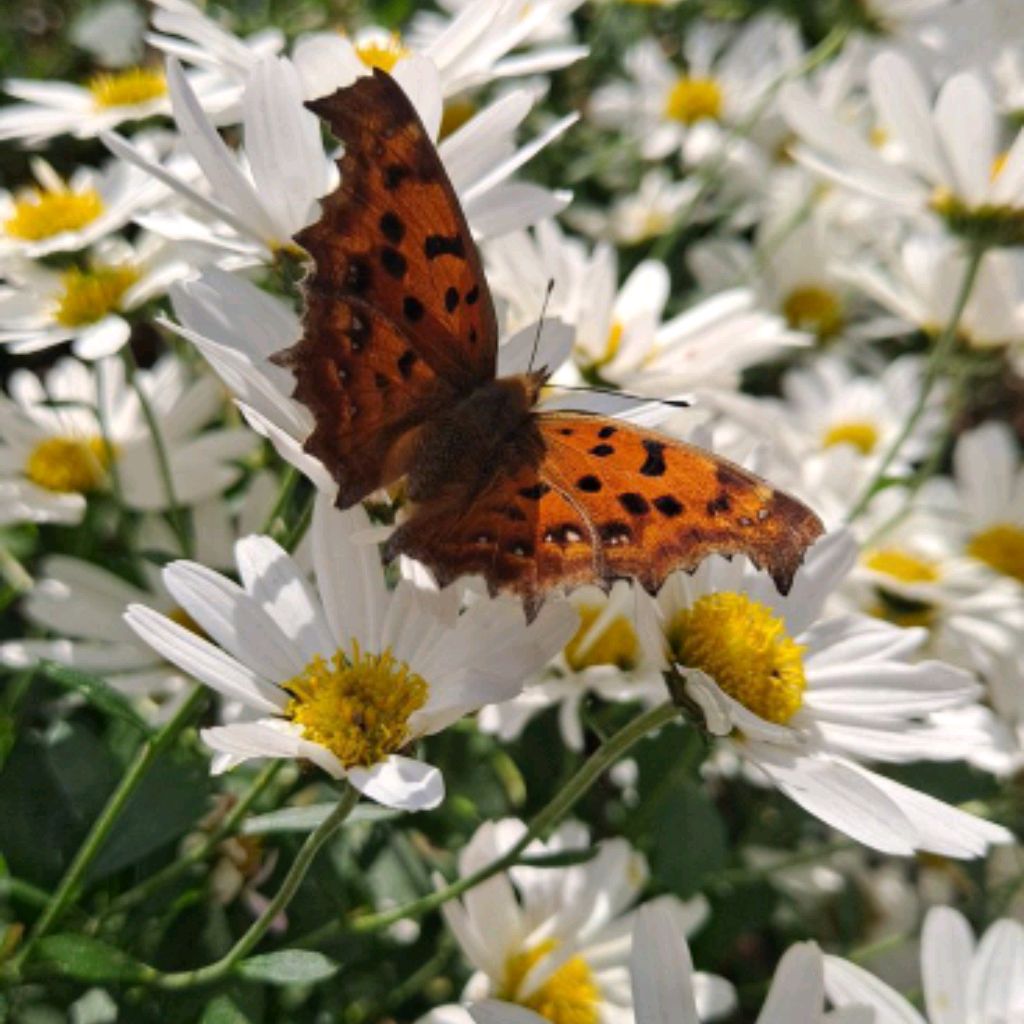 Иконка канала Екатерина Сазонова