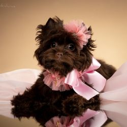 Иконка канала Цветные  йорки Царская Забава