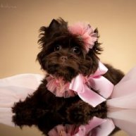 Иконка канала Цветные йорки Царская Забава