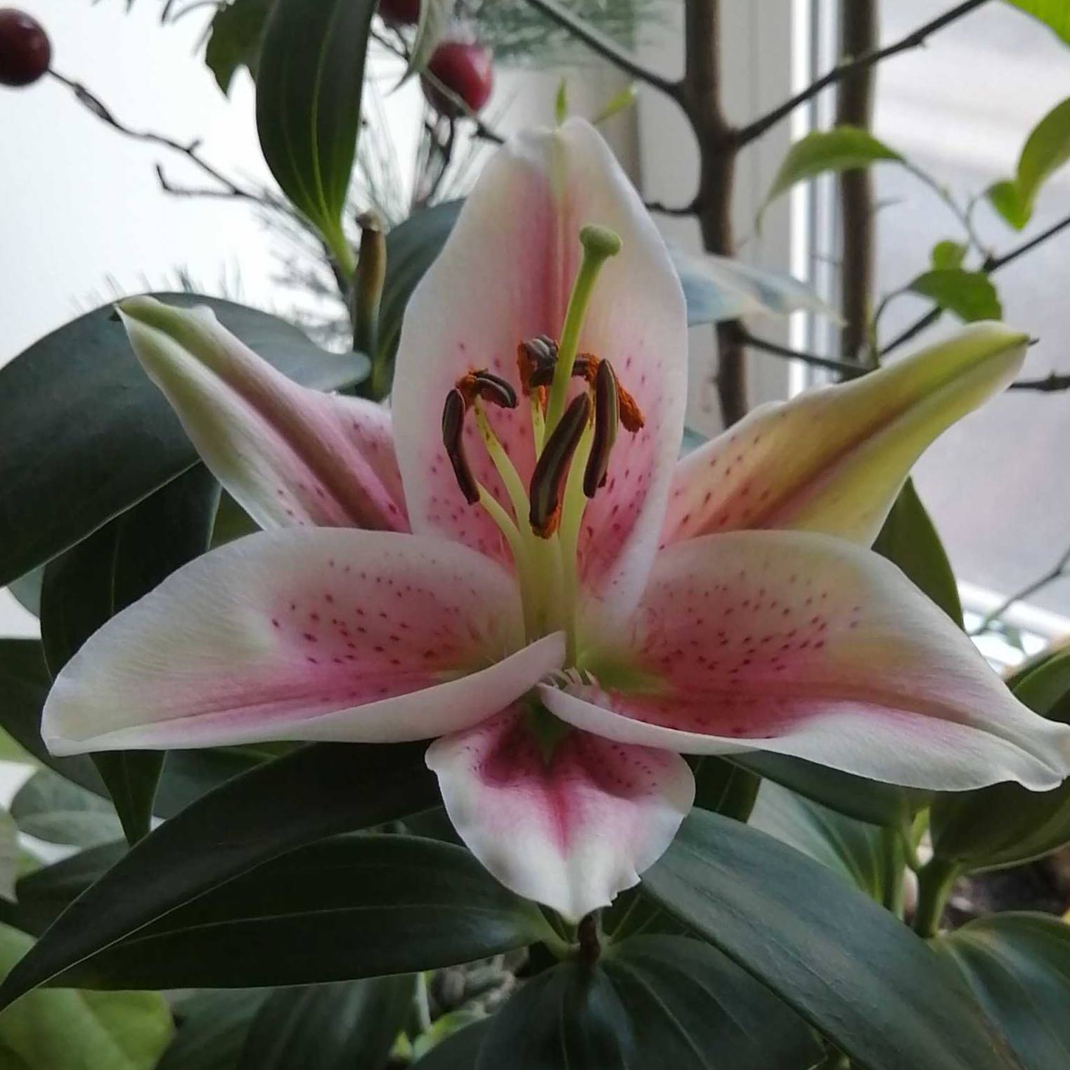 Иконка канала IEK24