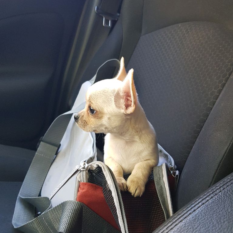 Иконка канала Anfisa_chih