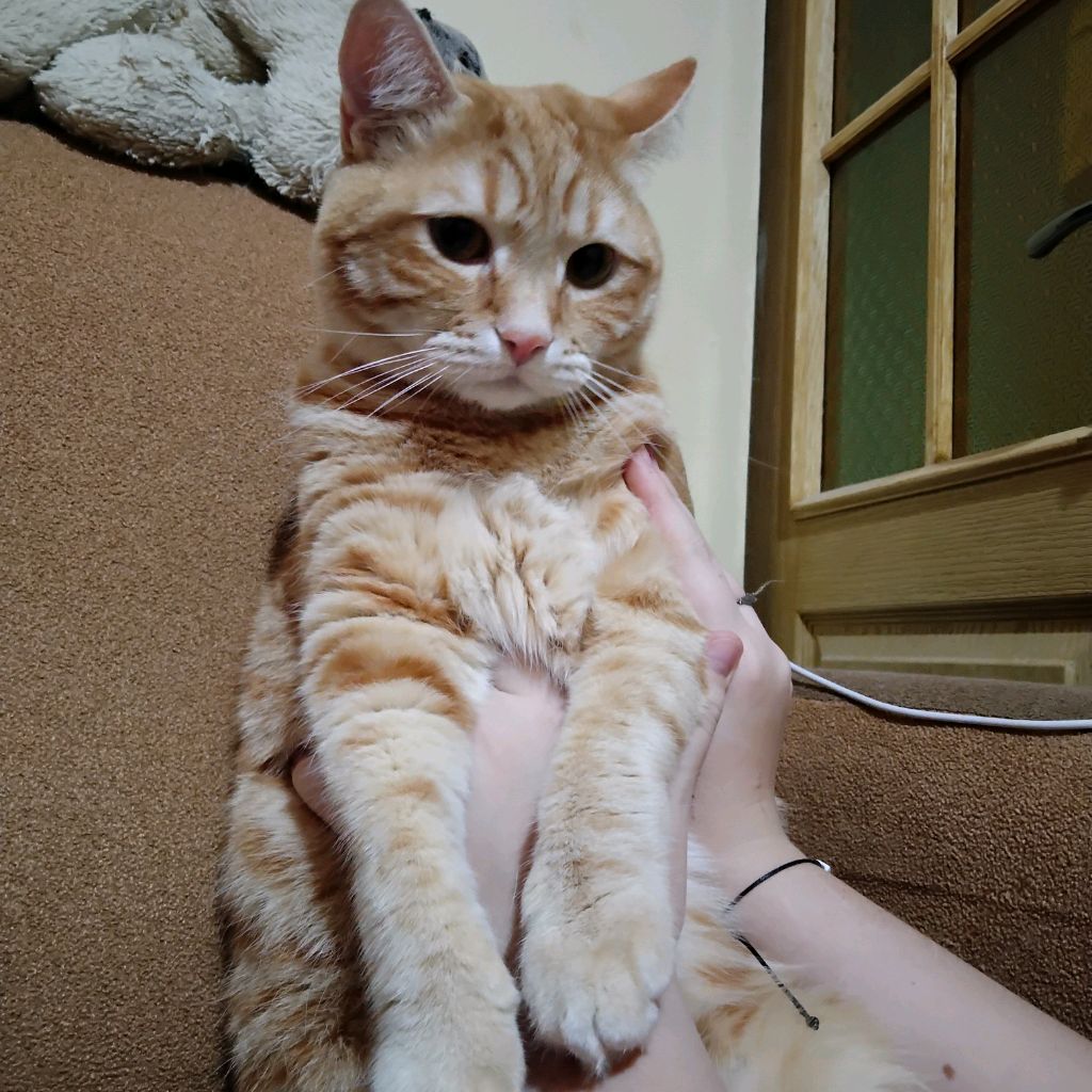 Иконка канала Лучший кот Миша в роблоксе