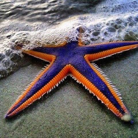 Иконка канала ЗВЕЗДНАЯ ЖИЗНЬ