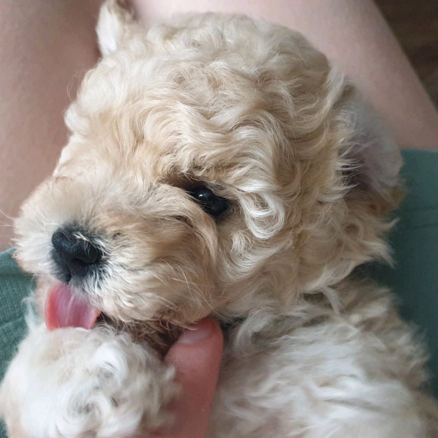 Иконка канала Пушон. Идеальная дизайнерская порода.