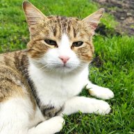 Иконка канала Самые забавные видео