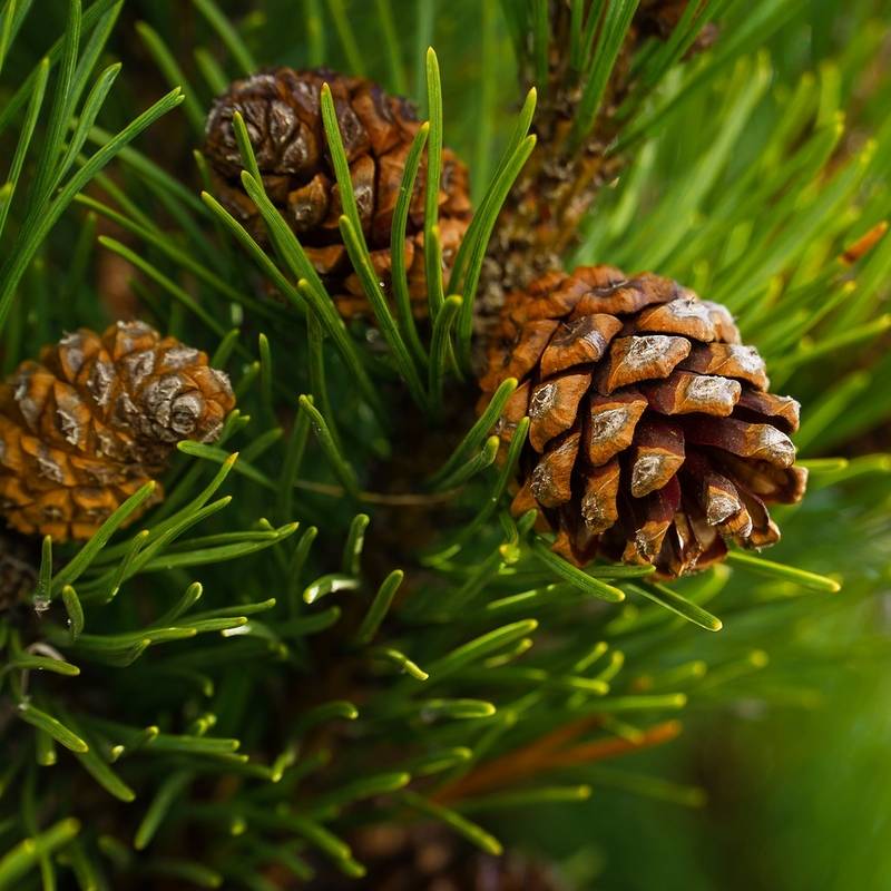 Иконка канала Sosenka 147