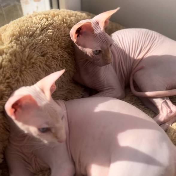 Иконка канала @Mimi_Marvel