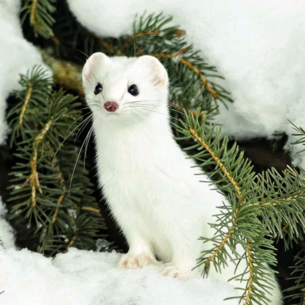 Иконка канала Эклерчик