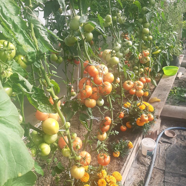 Иконка канала Сад-огород по-Питерски