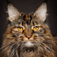 Иконка канала rutube_account_1827822