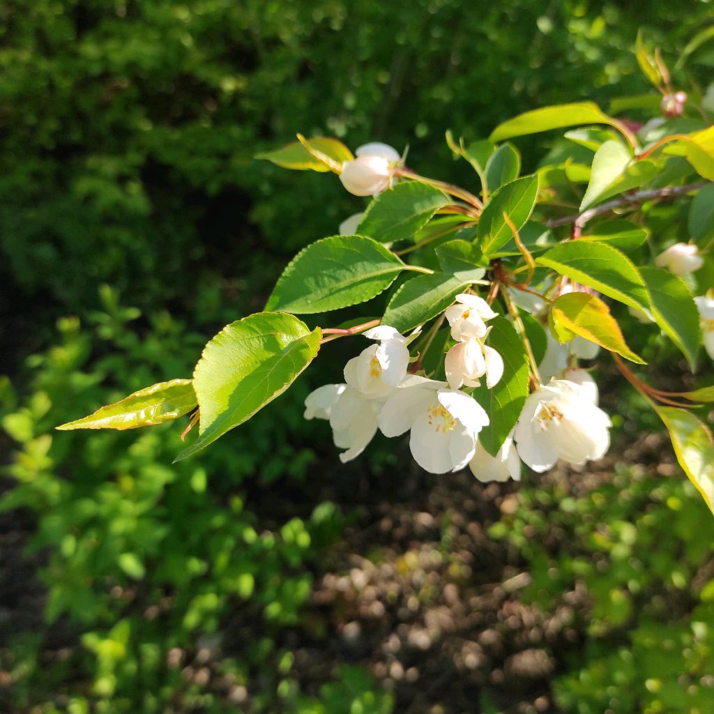 Иконка канала LenaLapekhina