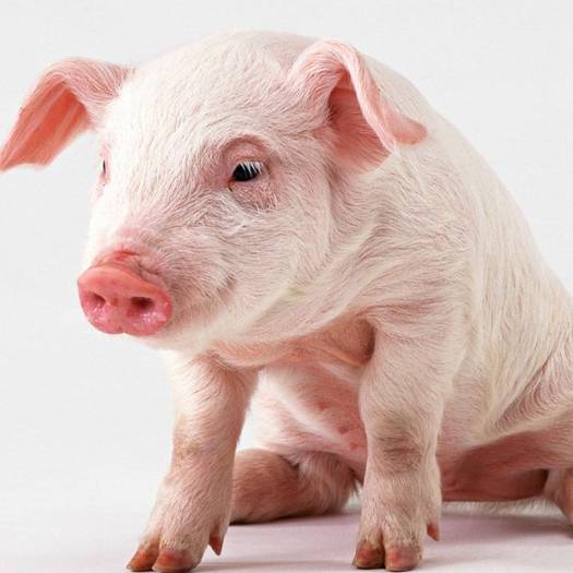 Иконка канала leon